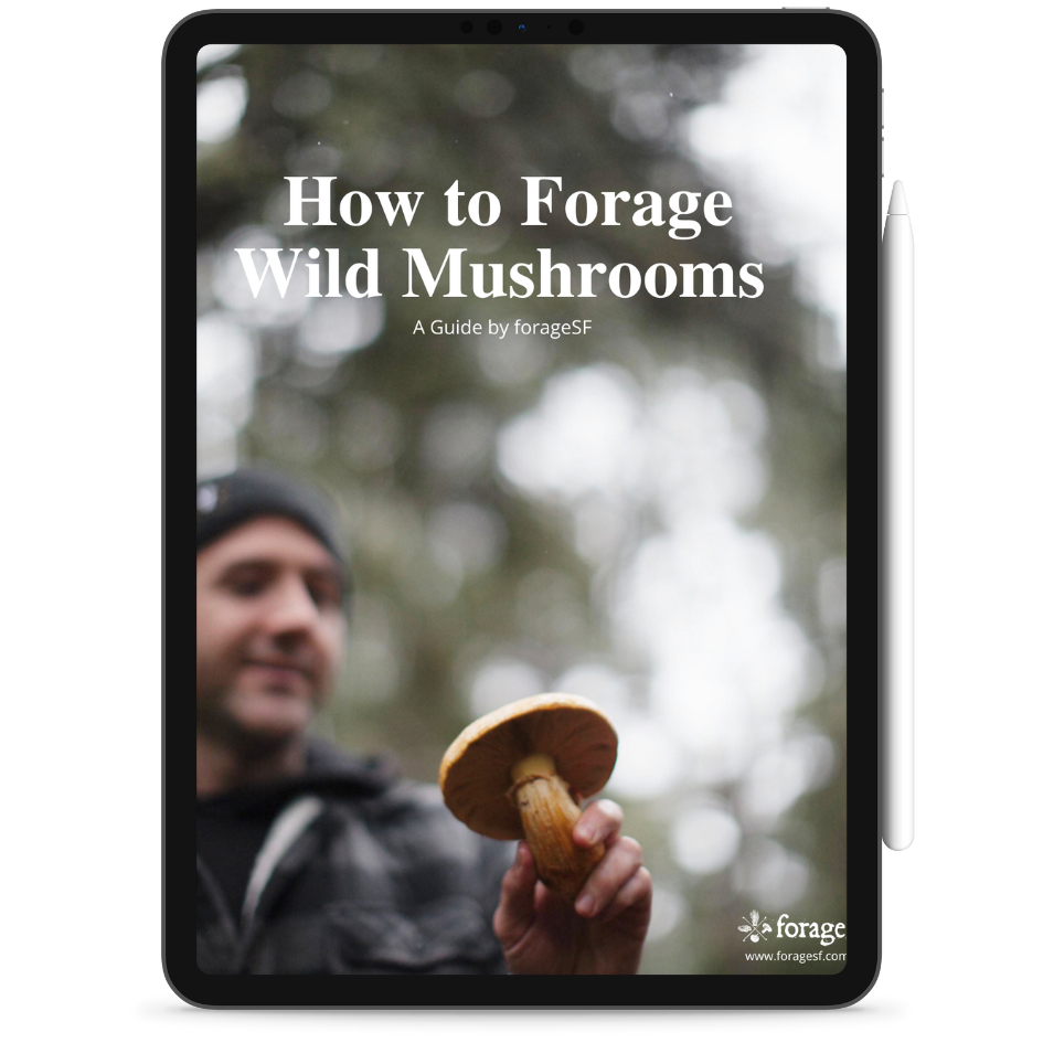 How To Forage Guide