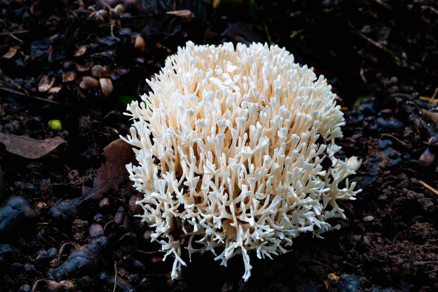 What You Should Know About Look-Alike Mushrooms to Cauliflower — Book ...