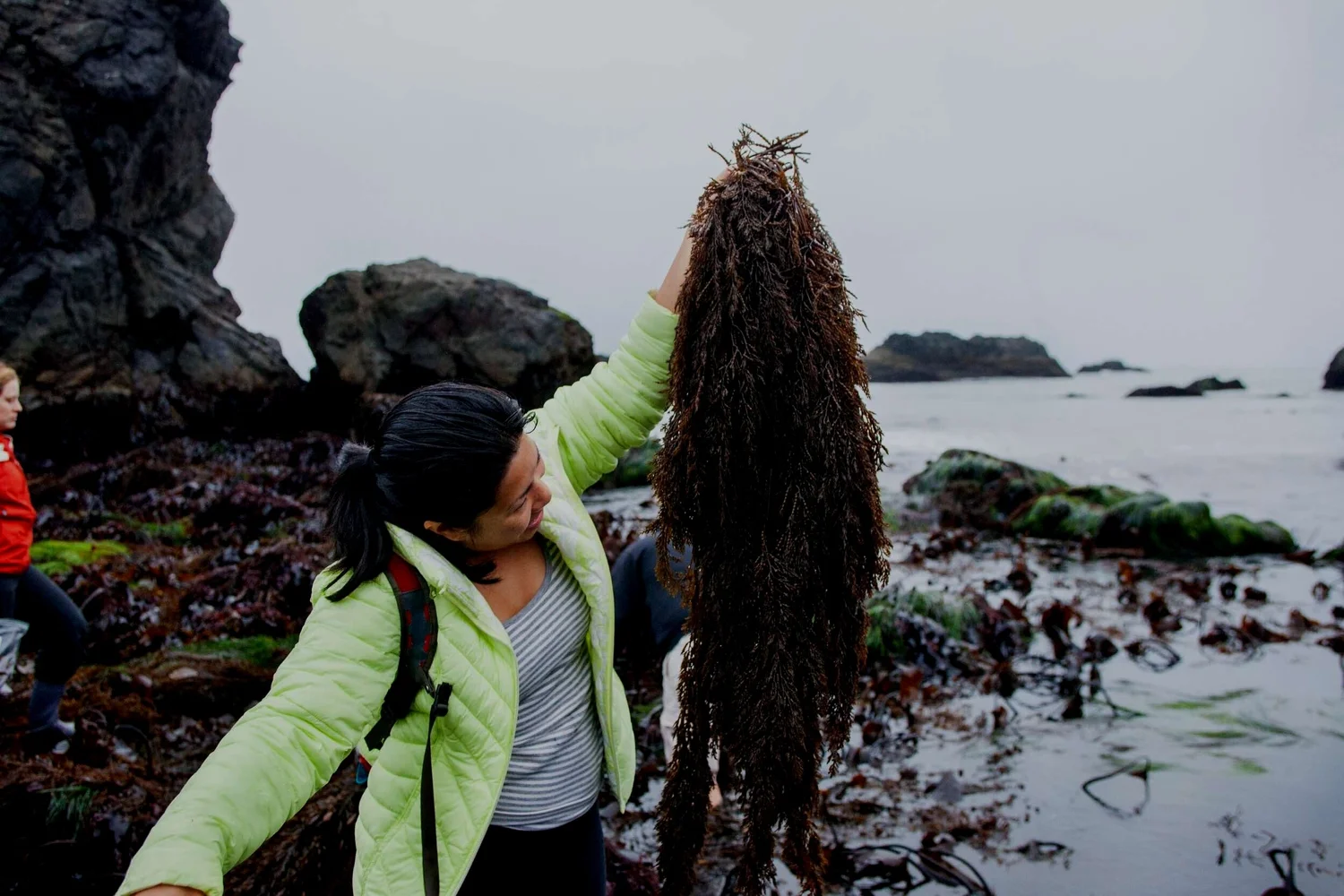Wild Foraging Classes in California