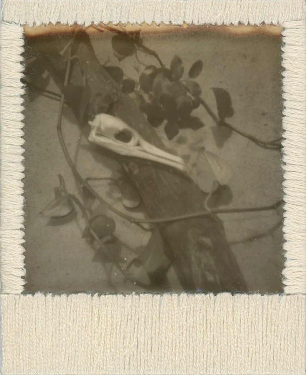 emma j starr - journal