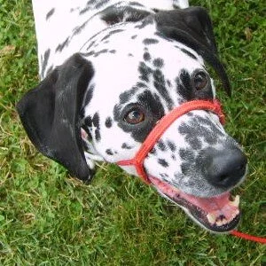 Snoot Loop Head Collar — Nancy Williams, MA, ACAAB, RVT 410-374-1556 ...