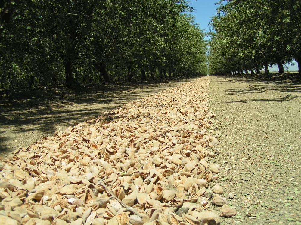 Pacific Atlantic Crop Exchange, Inc.