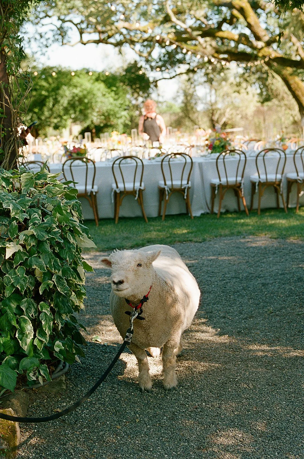 Contact — Jessica Lasky Catering