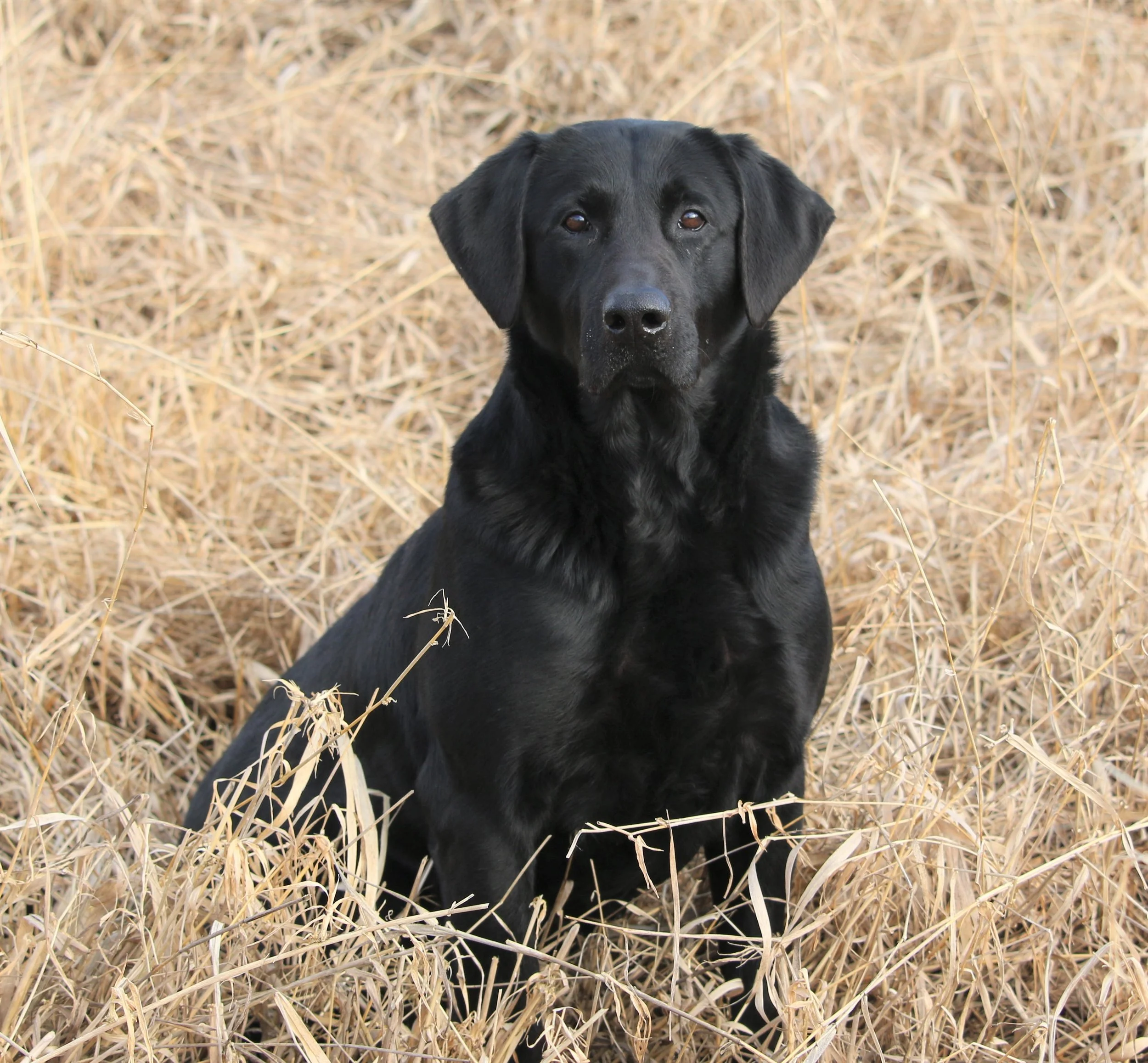 Driftcreek Labradors-Pictures