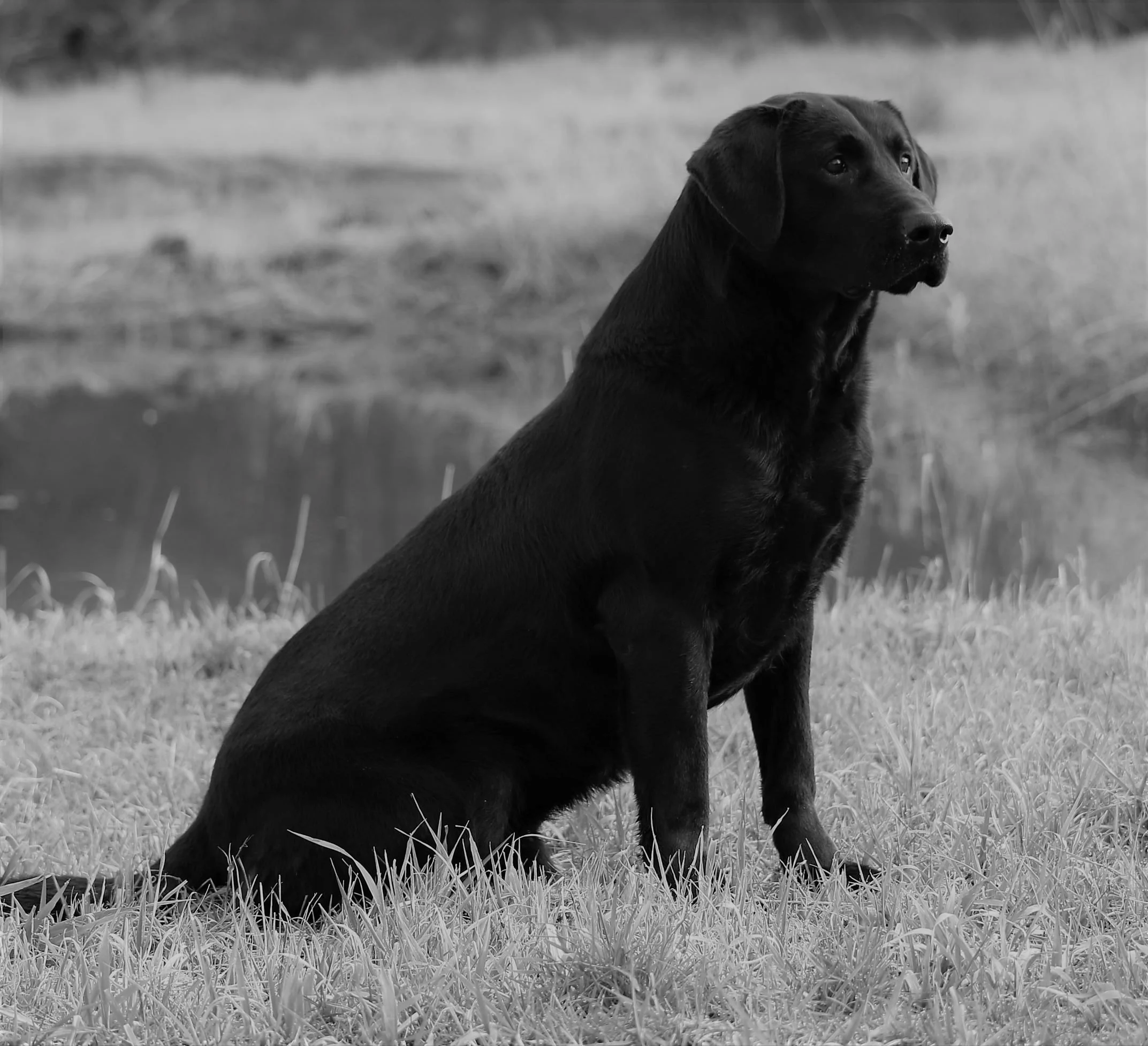 Driftcreek Labradors-Pictures