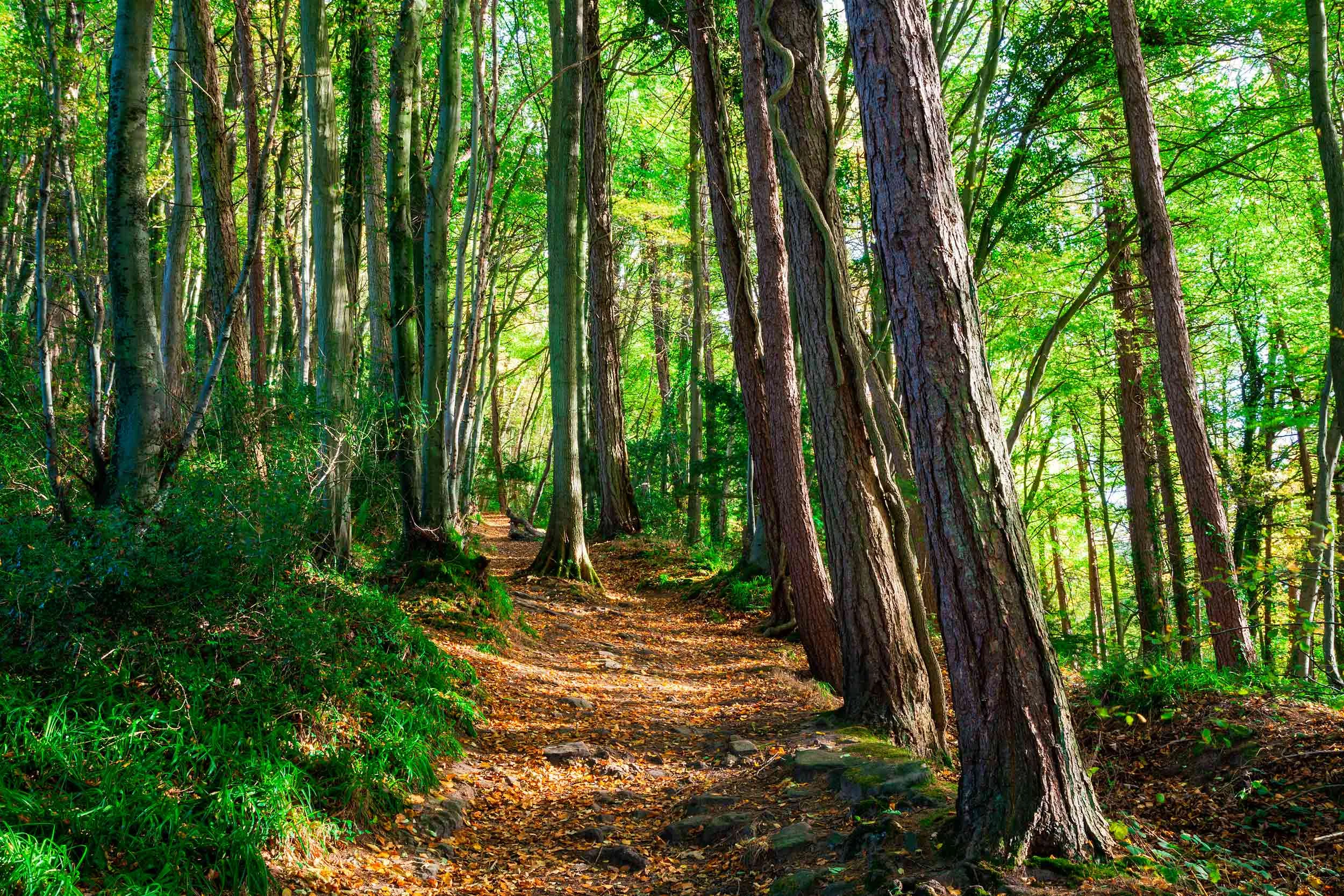 Wye Valley & Forest Of Dean | Britain's Top 50 Adventure Locations ... Wye Valley & Forest Of Dean | Britain's Top 50 Adventure Locations ...