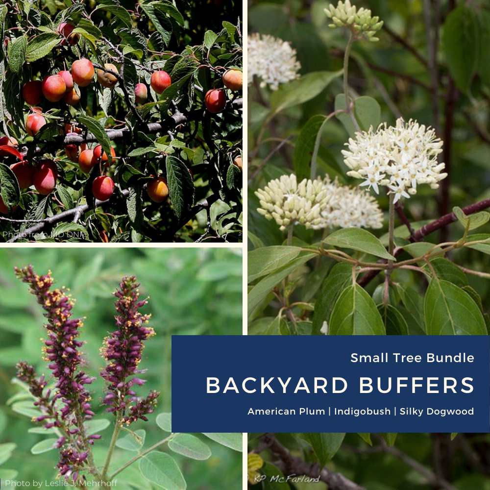 Anne Arundel County Watershed Stewards Academy | Restoring Local ...