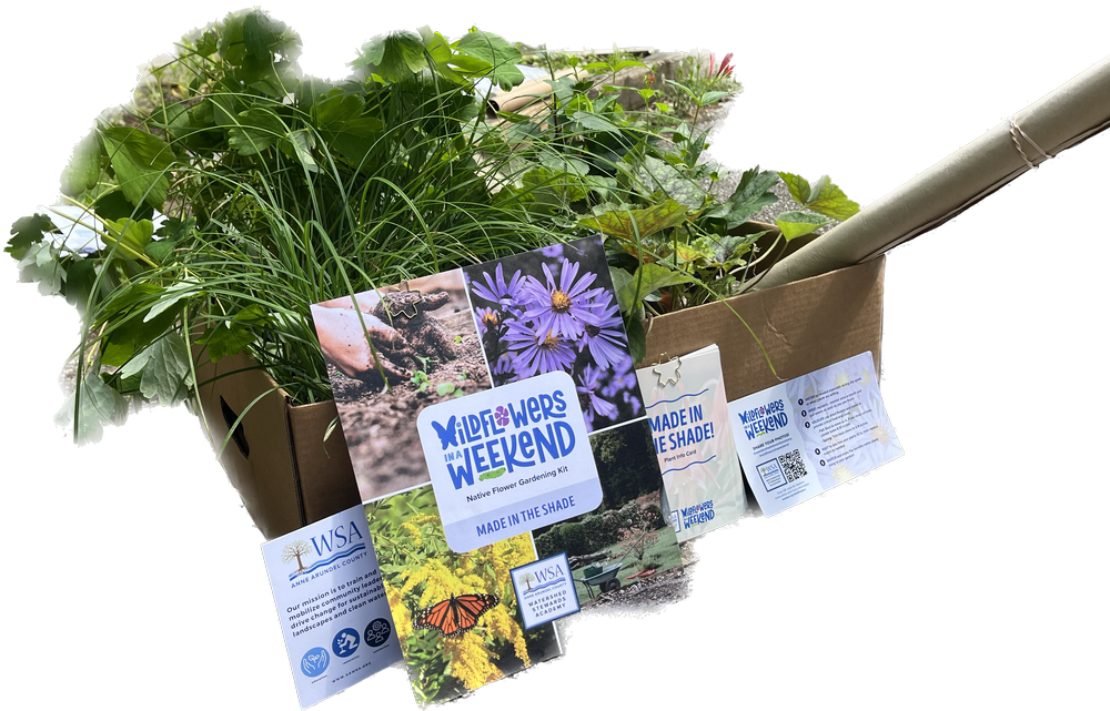 Anne Arundel County Watershed Stewards Academy | Restoring Local ...