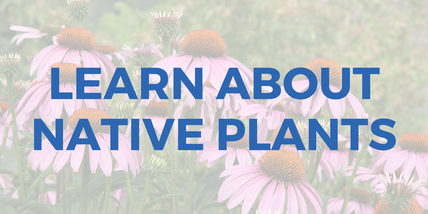 Anne Arundel County Watershed Stewards Academy | Restoring Local ...