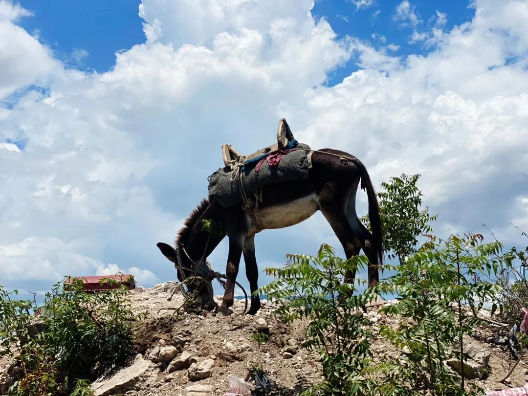 Kite bourik la pou bat makout — Haiti Awake