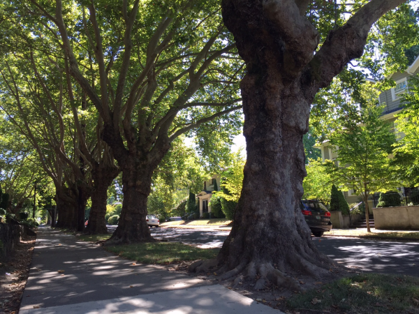 Neighborhood Trees — Historic Irvington