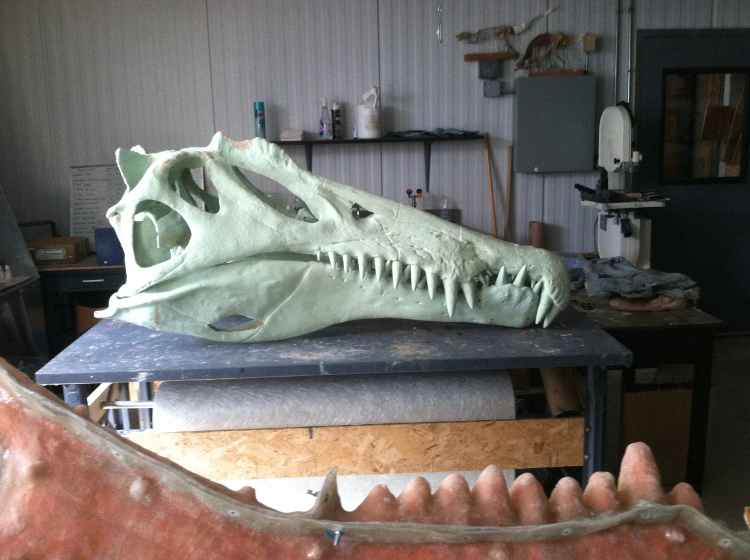 Spinosaurus Skull