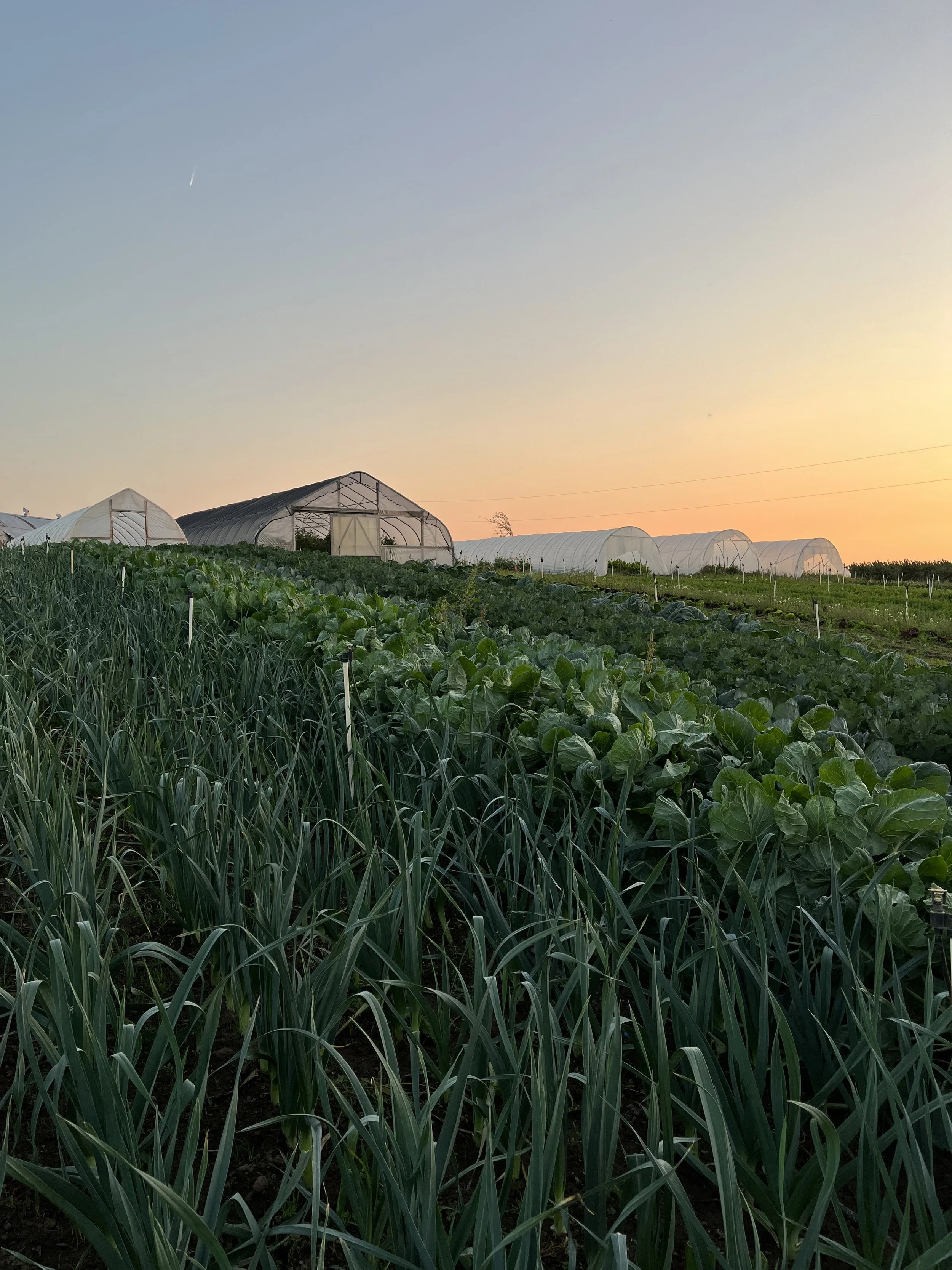 About the Farm — Even Pull Farm