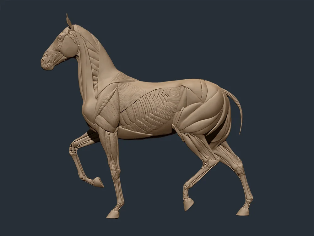 Horse Ecorche — Zac Berry