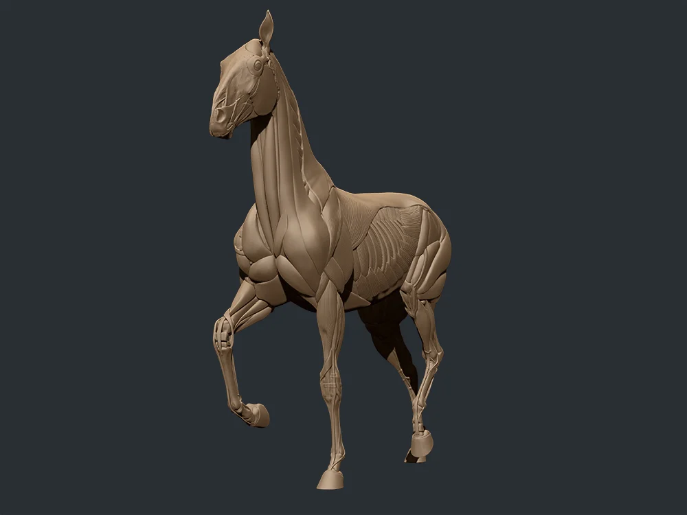 Horse Ecorche — Zac Berry