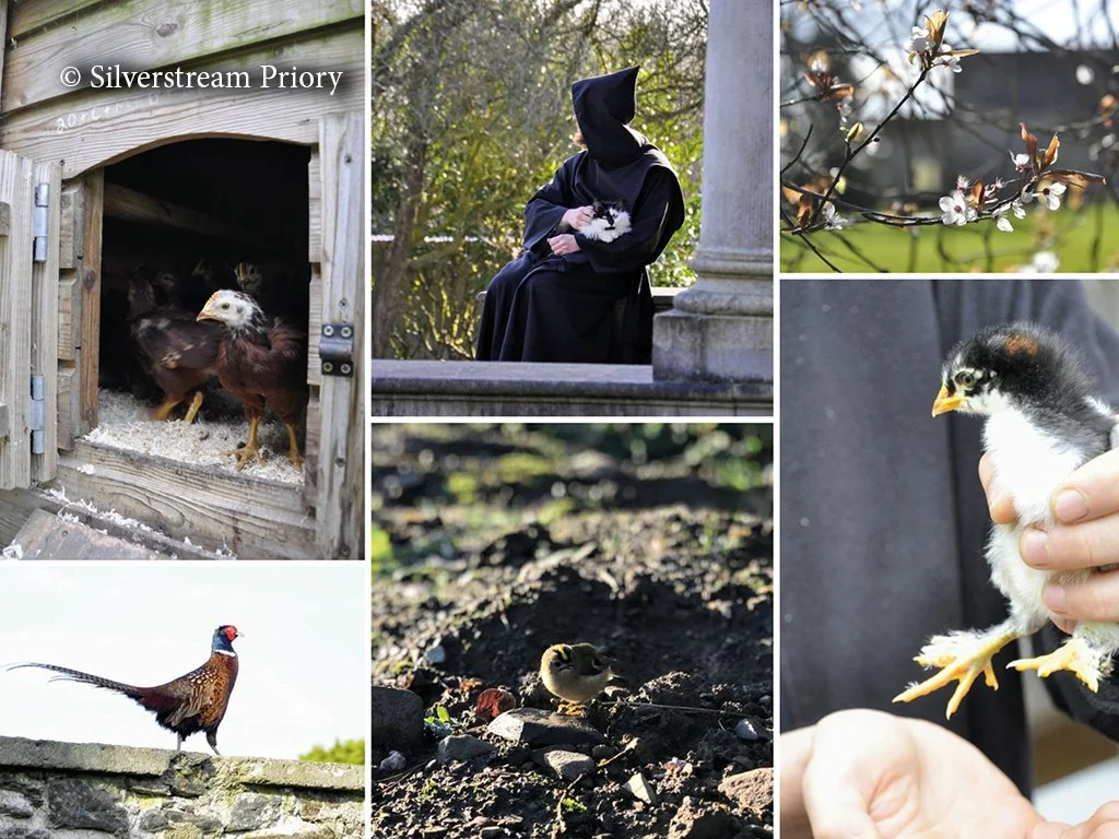 Visit Us — Silverstream Priory