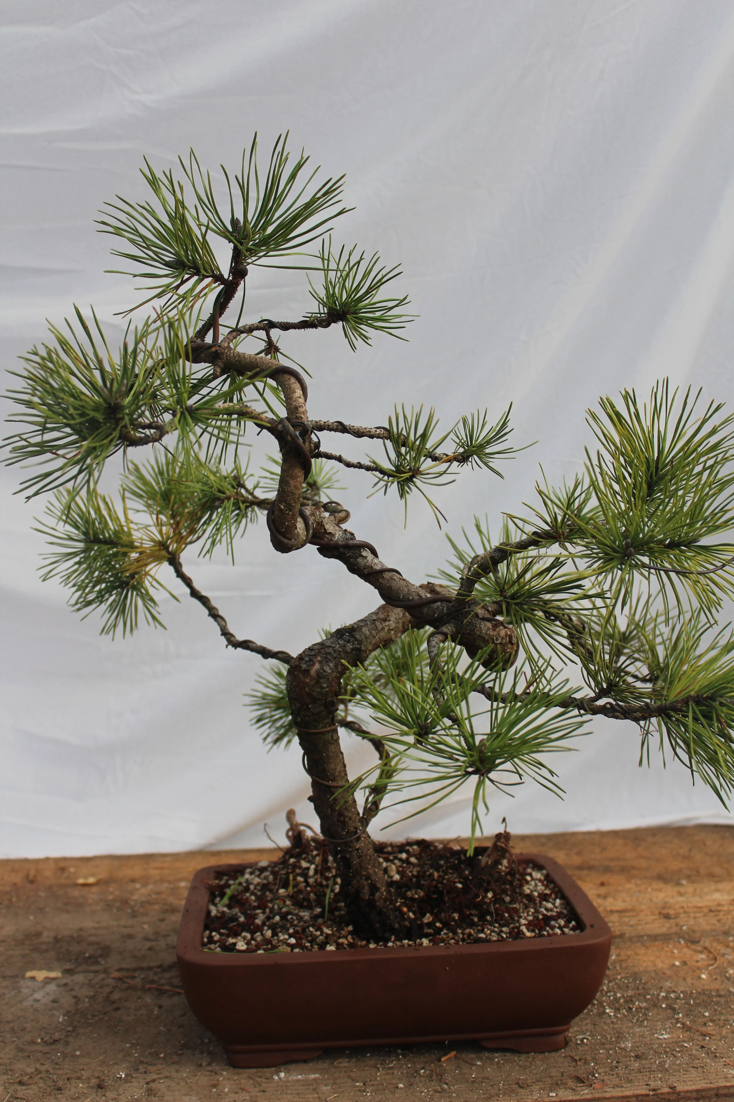 Bonsai — Driftwood Bonsai