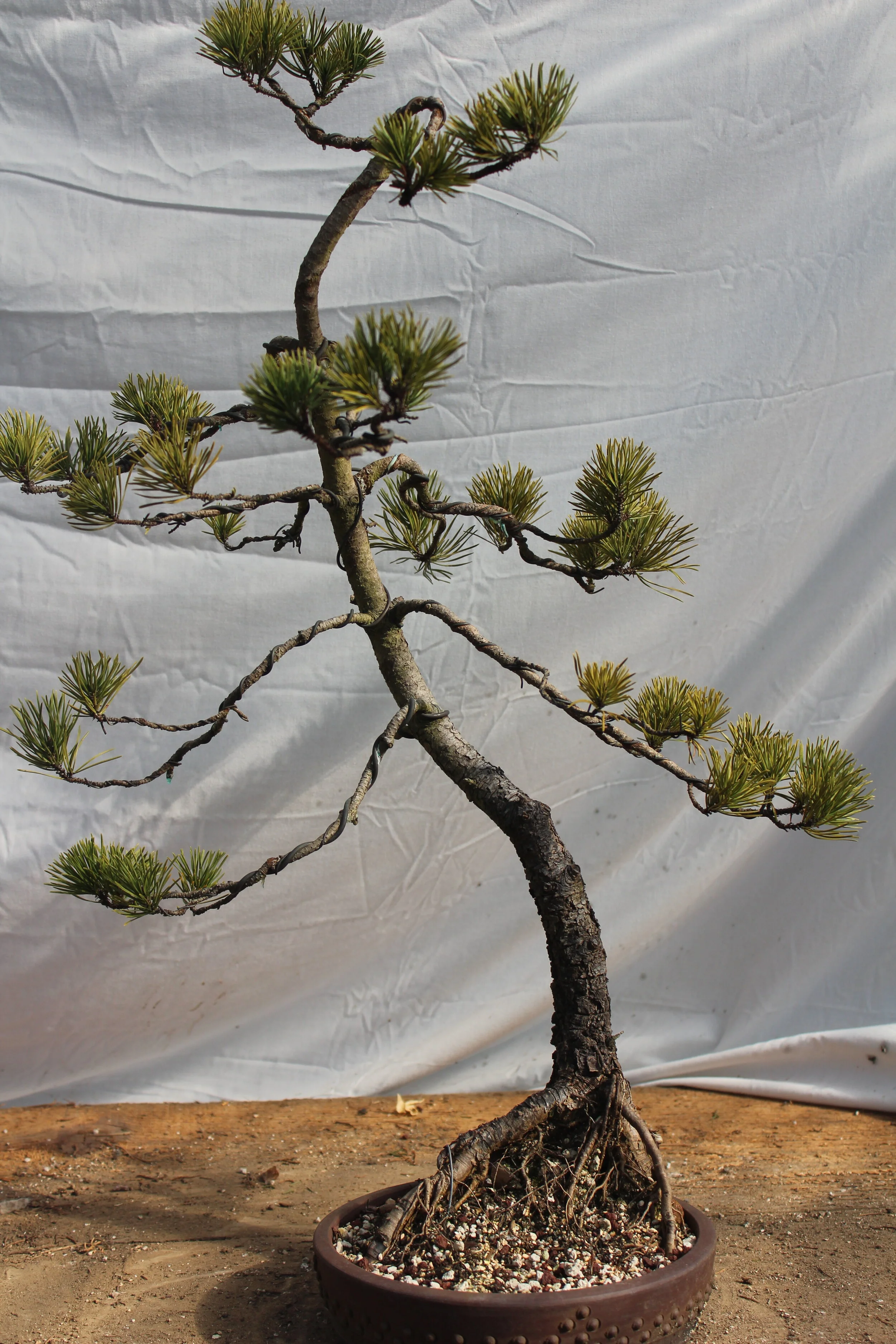 Bonsai — Driftwood Bonsai