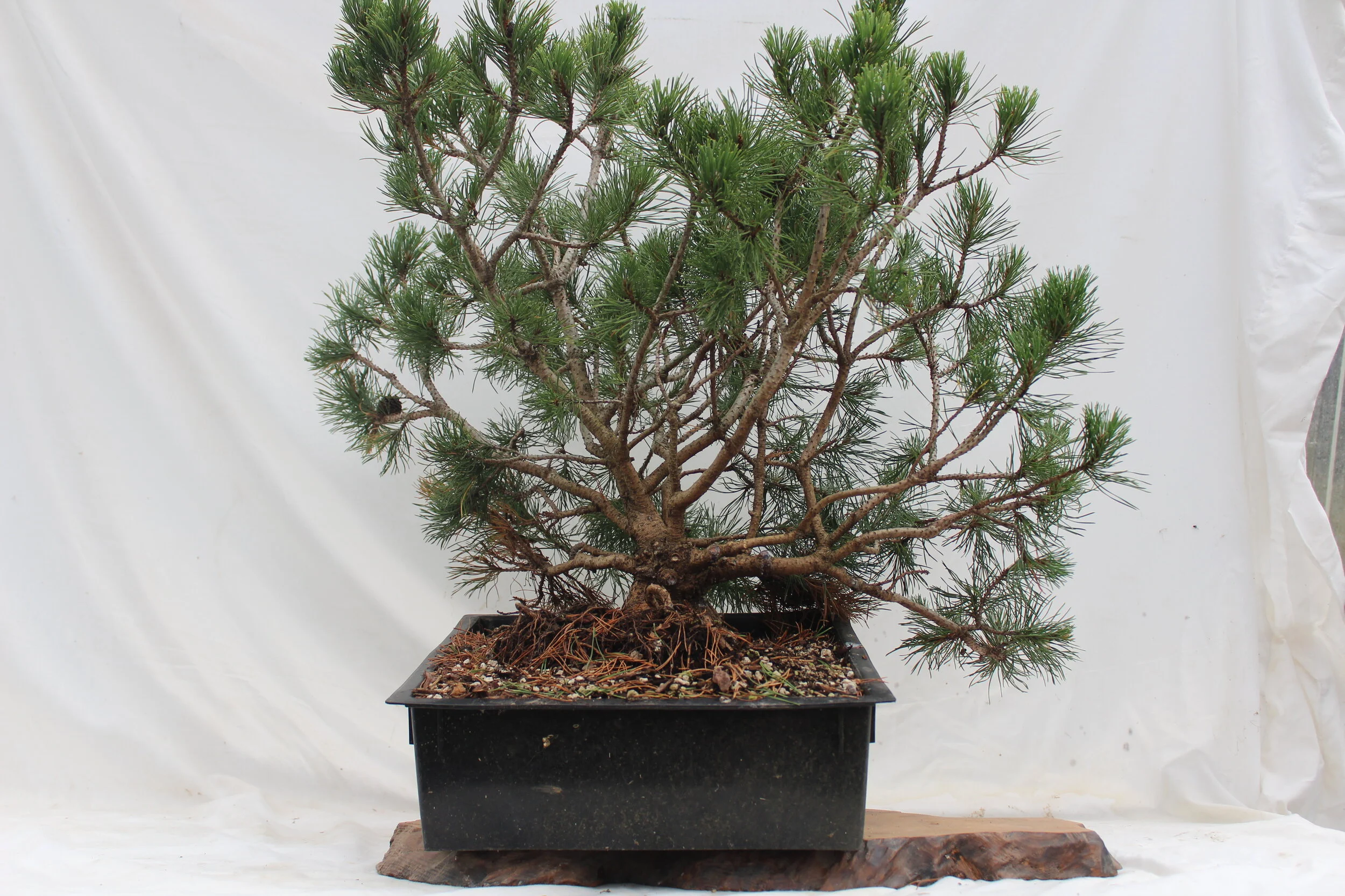 Pre Bonsai — Driftwood Bonsai