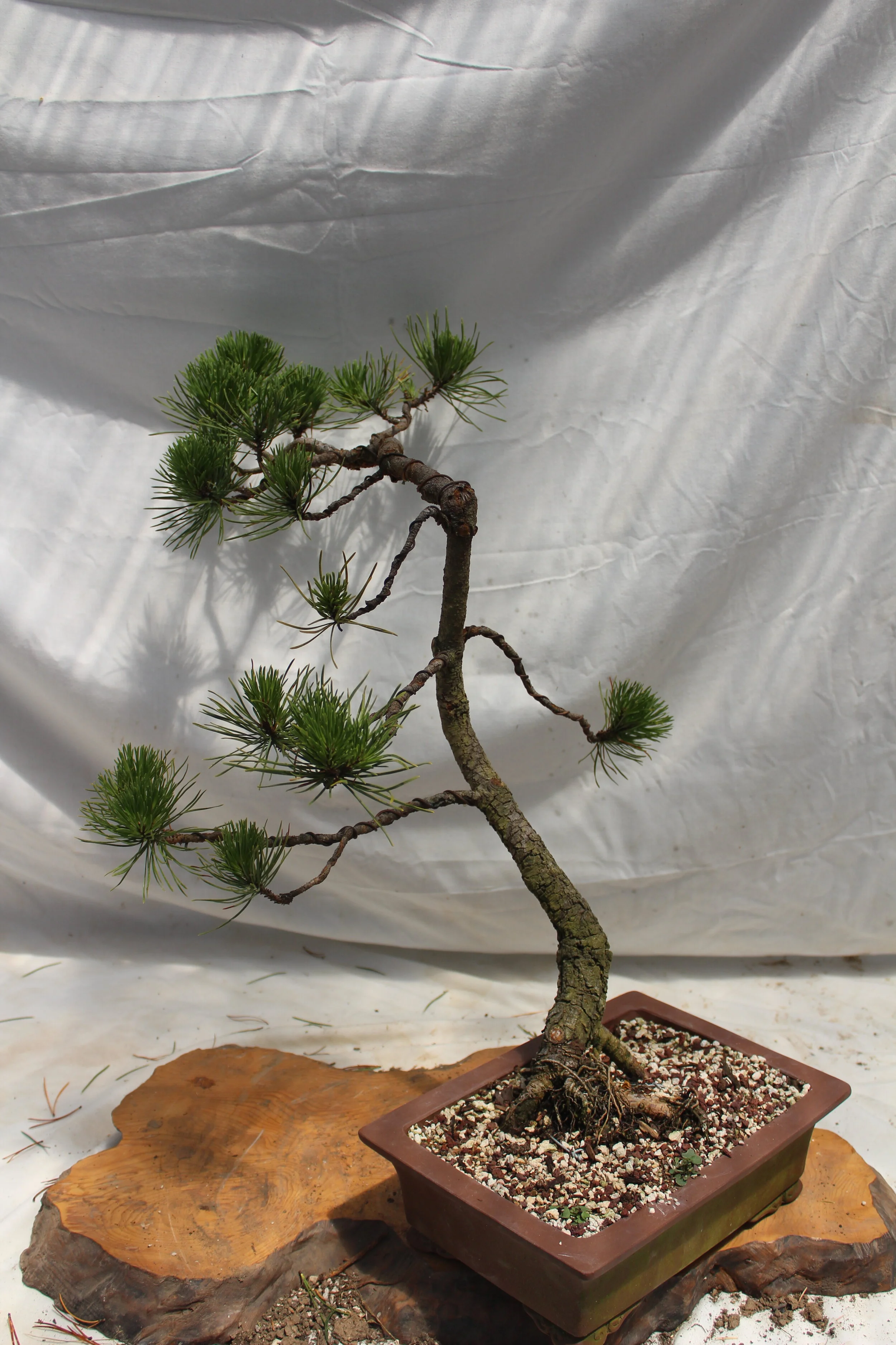 Bonsai — Driftwood Bonsai