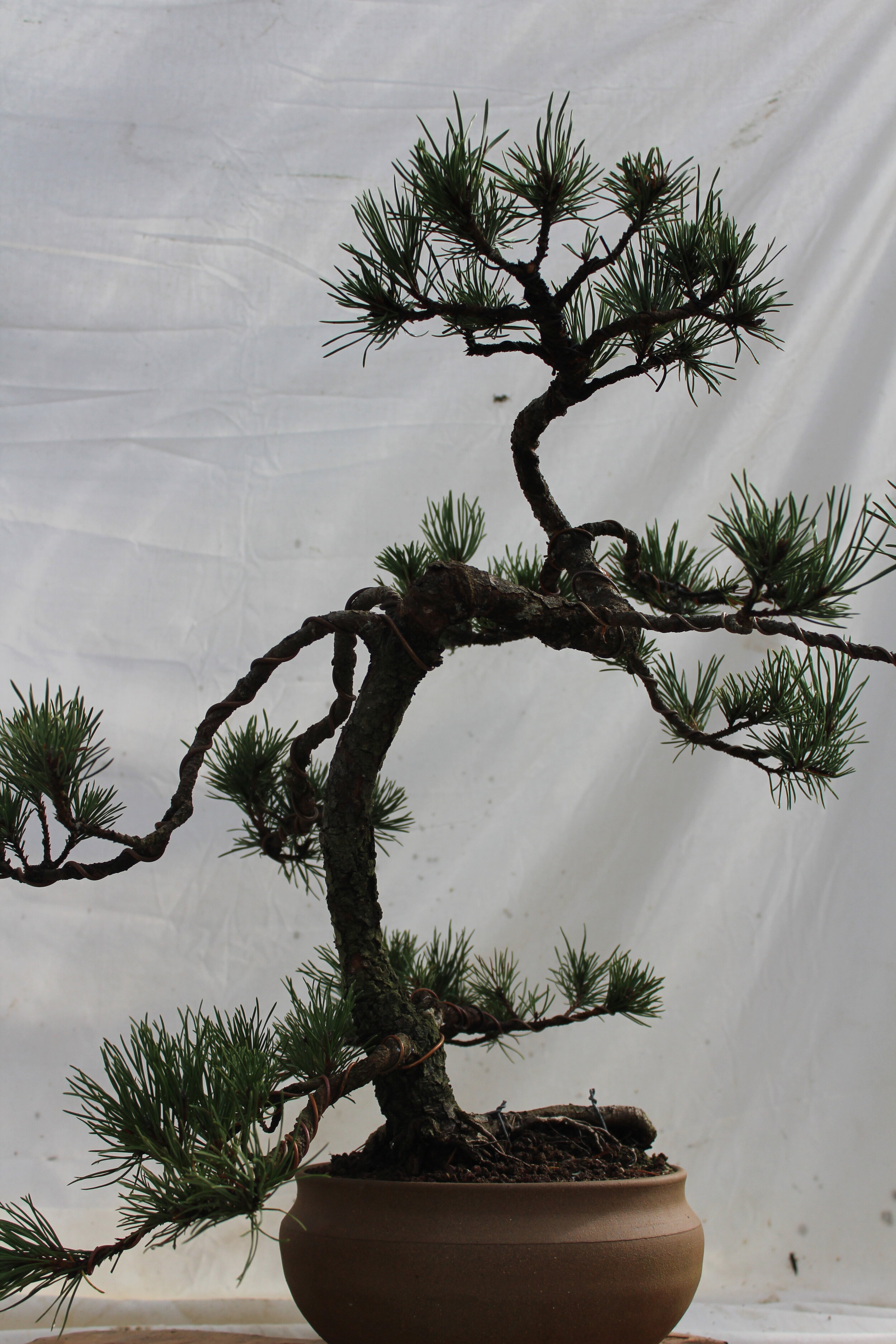 Bonsai — Driftwood Bonsai