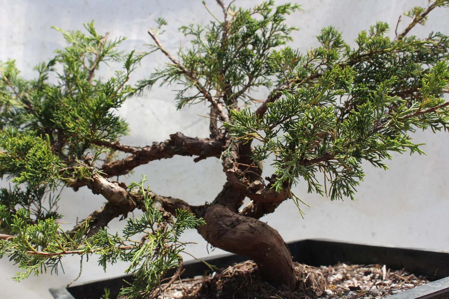 Juniperus Sabina Bonsai