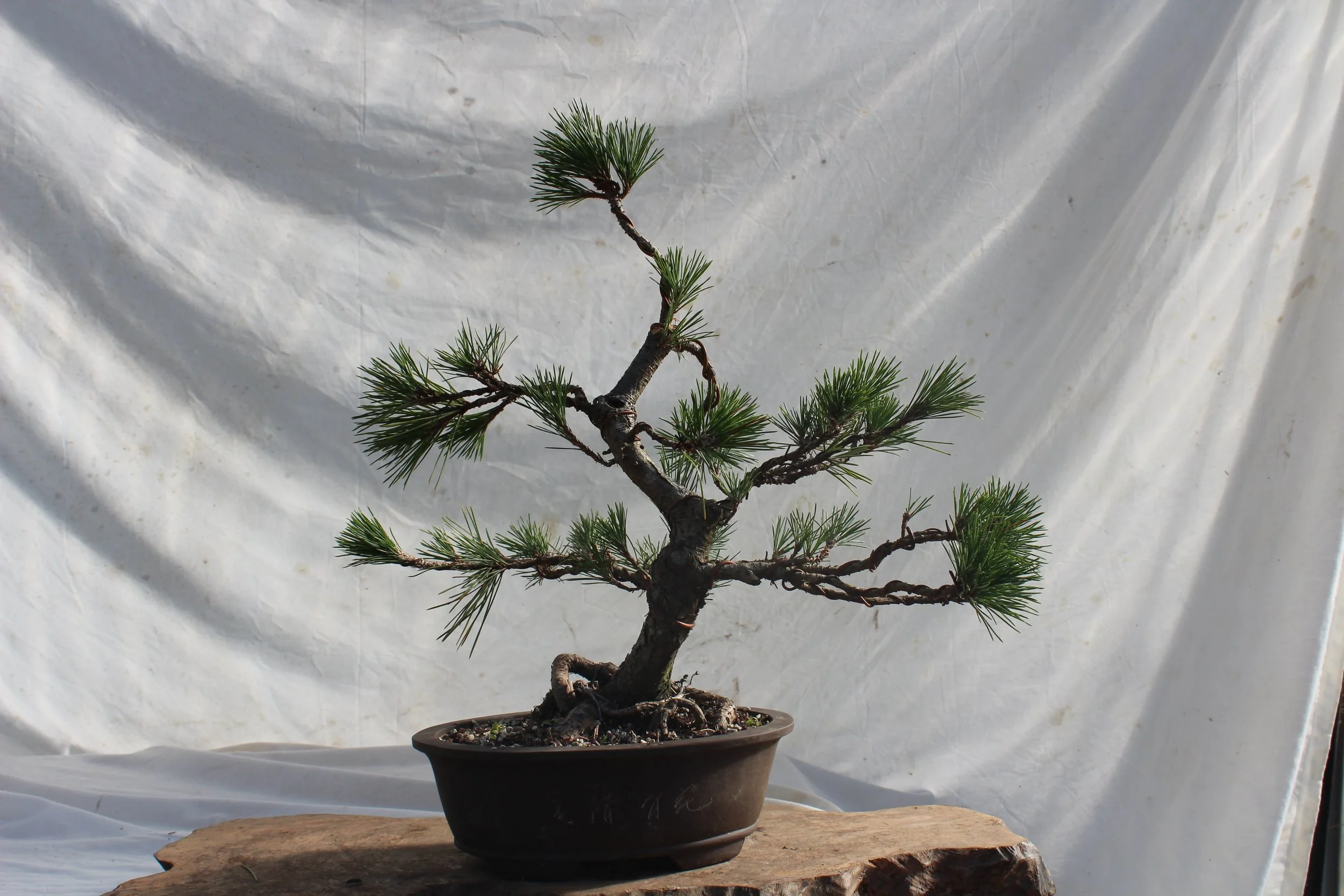 Bonsai — Driftwood Bonsai