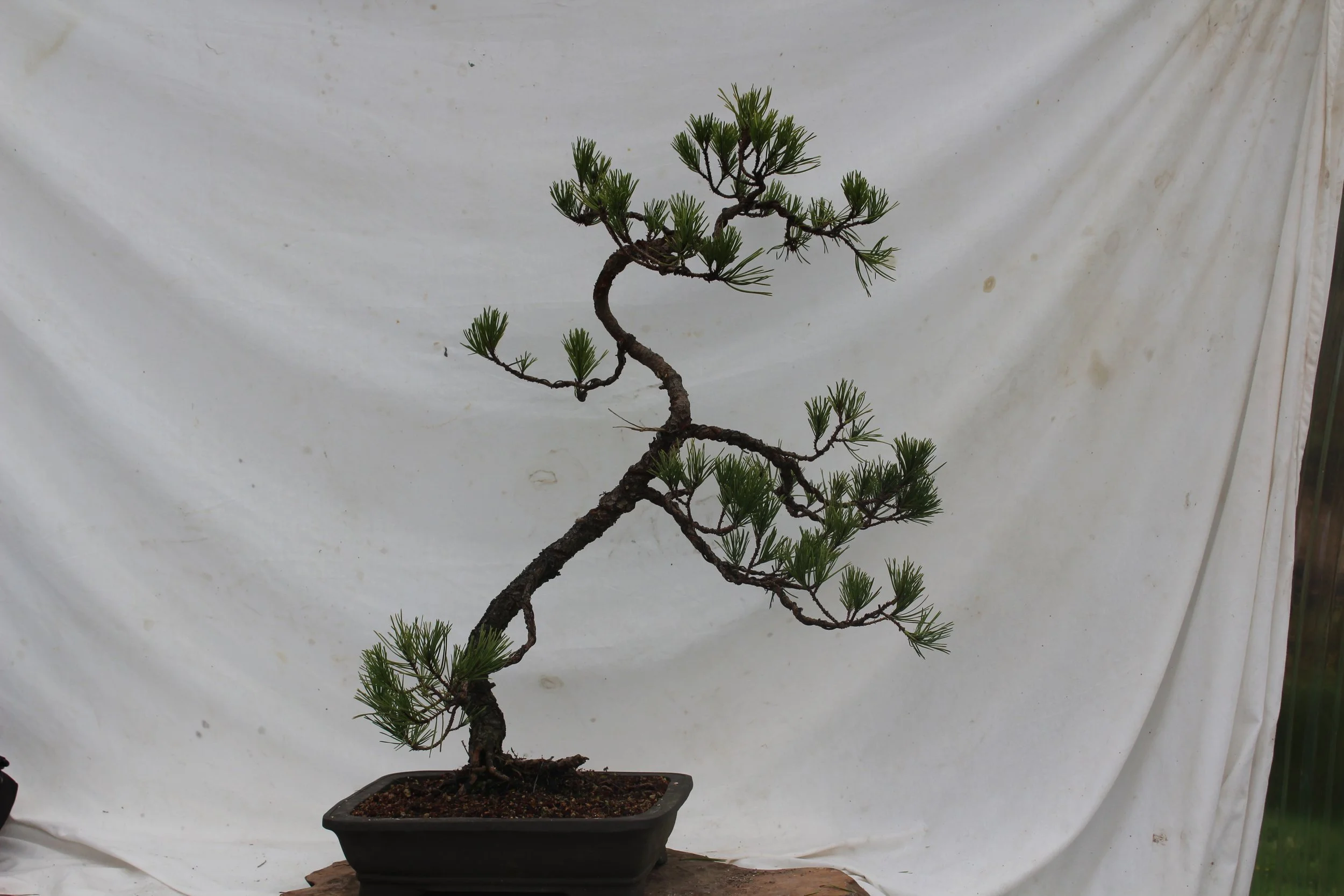 Bonsai — Driftwood Bonsai