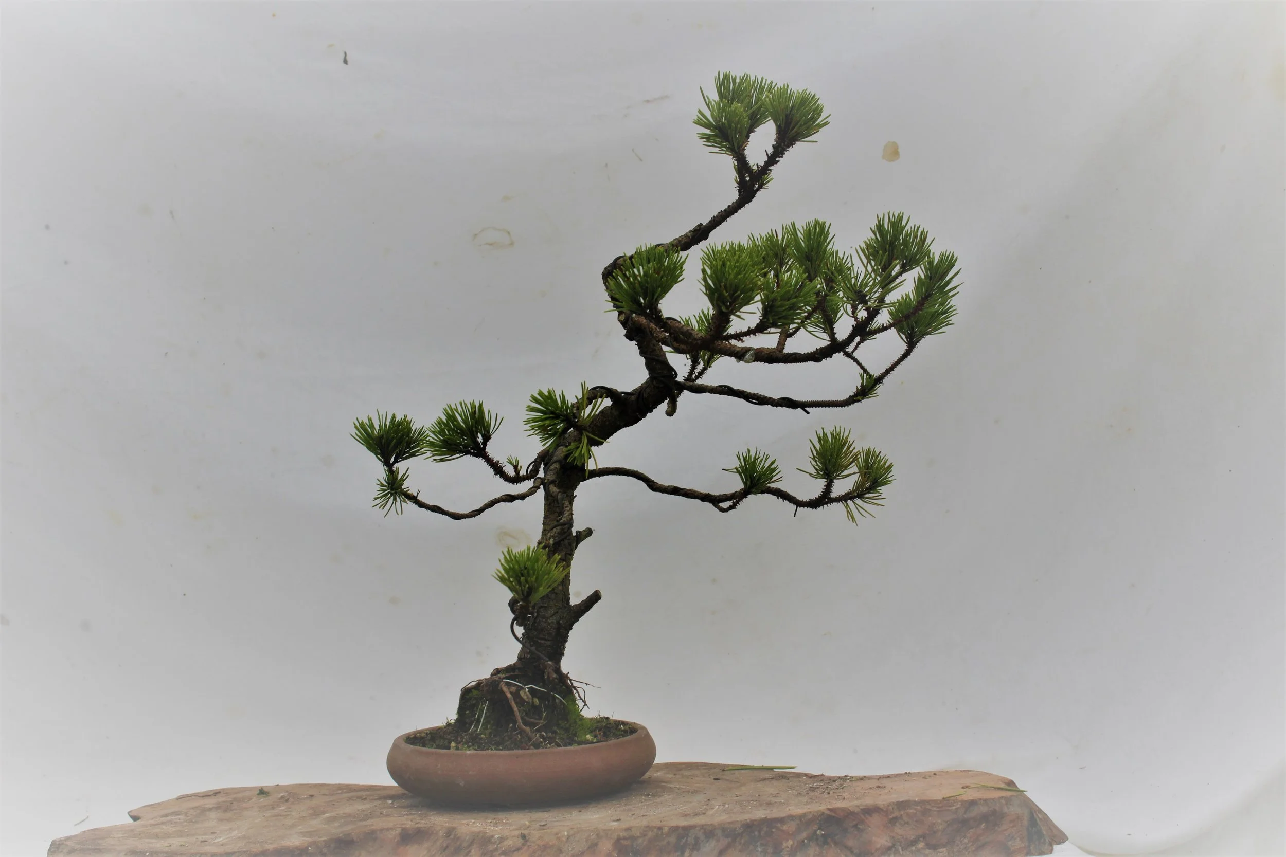 Bonsai — Driftwood Bonsai