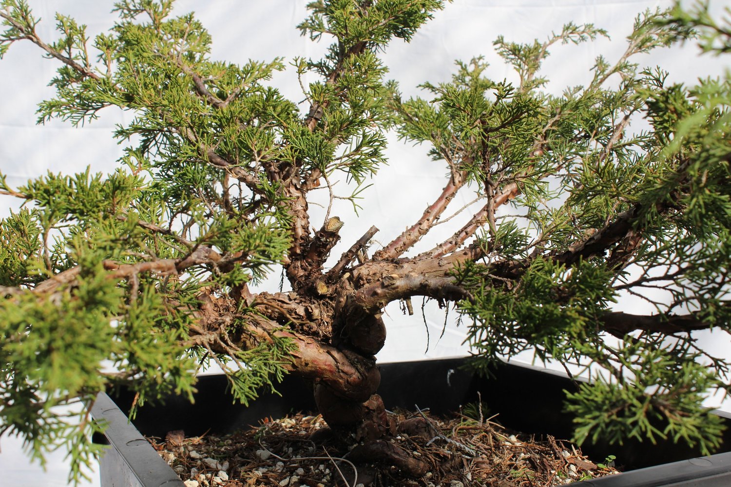 Juniperus Chinensis Bonsai