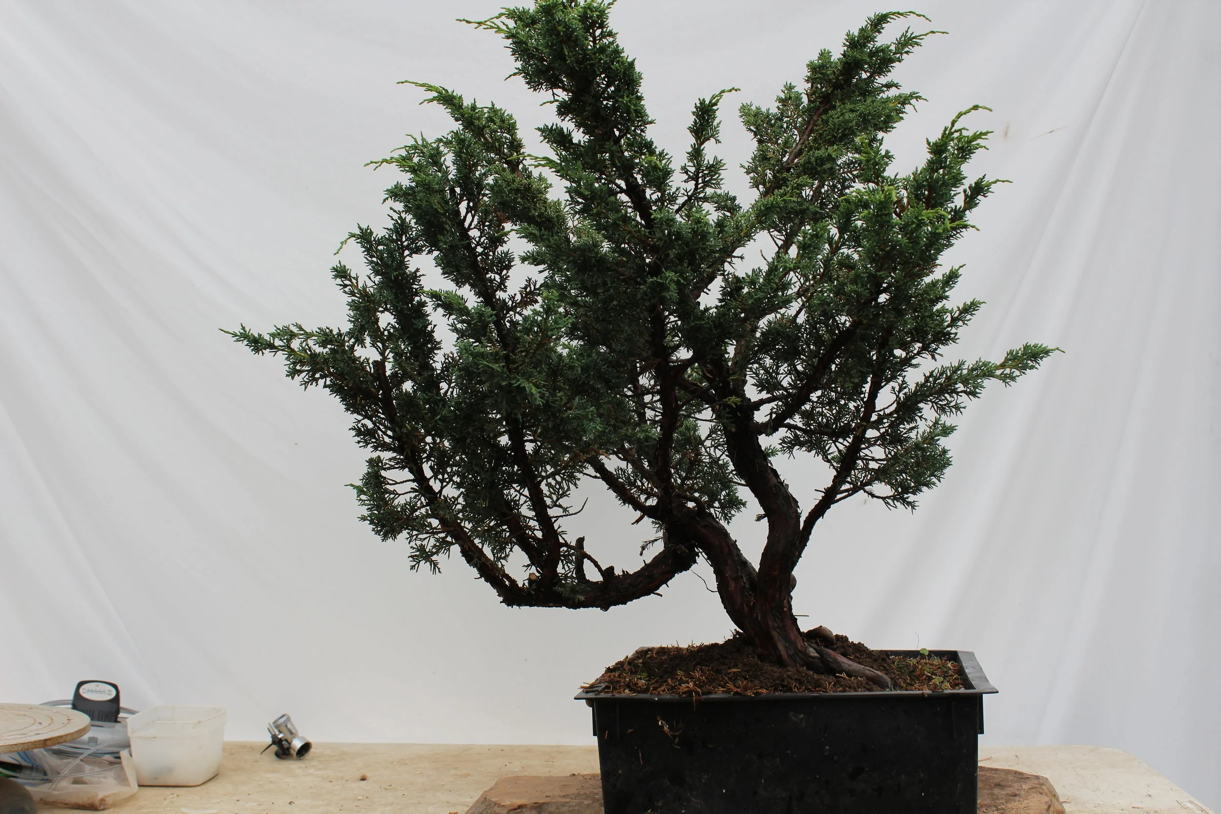 Junipers — Driftwood Bonsai