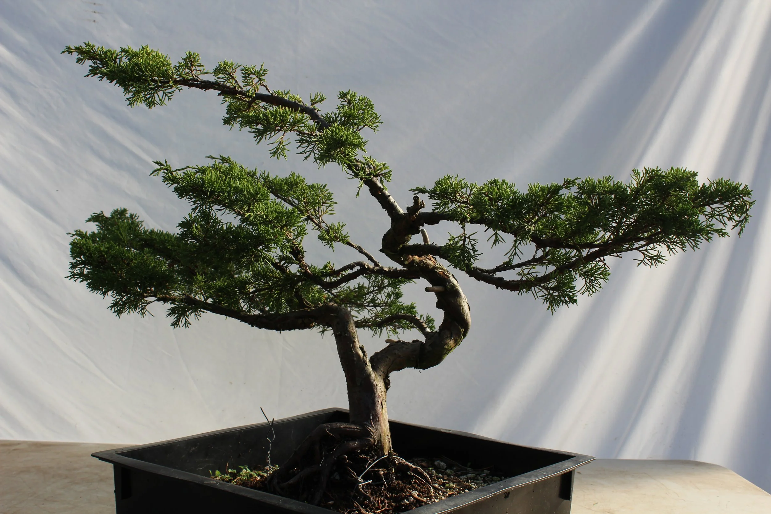 Junipers — Driftwood Bonsai