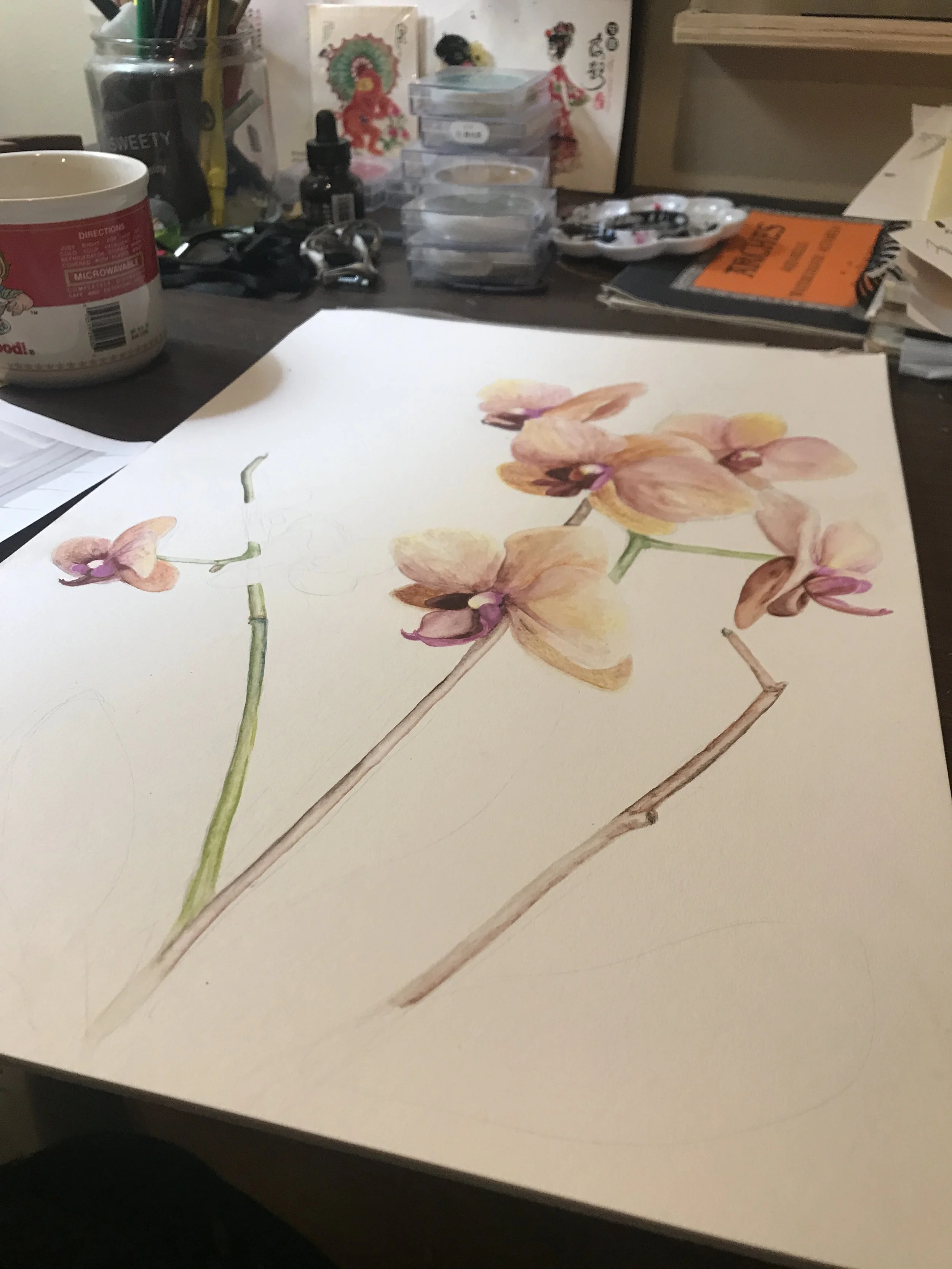 Illustration — Mary Angus