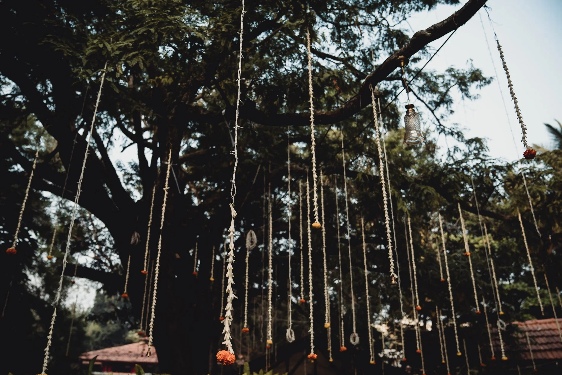 Wedding Tree Decor: Make Trees Your Decor Buddy This Wedding Season ...