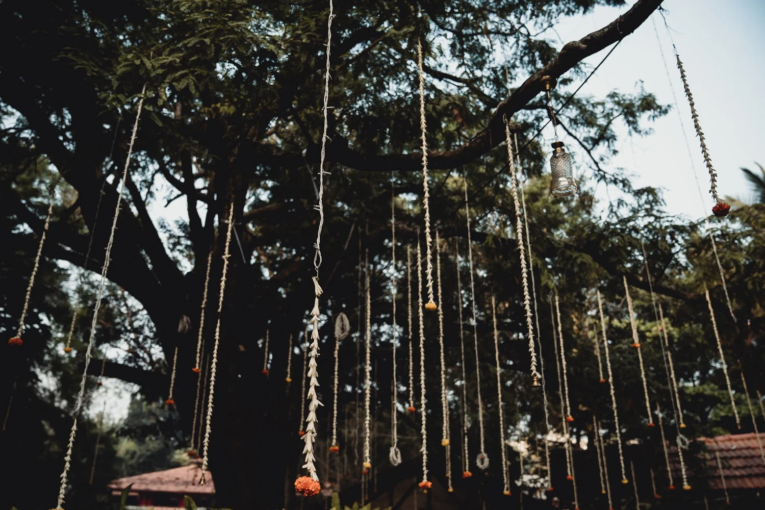 Wedding Tree Decor: Make Trees Your Decor Buddy This Wedding Season ...