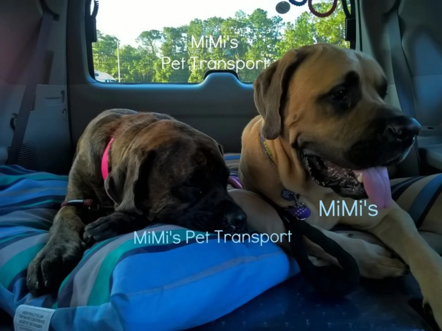 #1 Private Long Distance Ground Dog & Cat Pet Transport Reviews