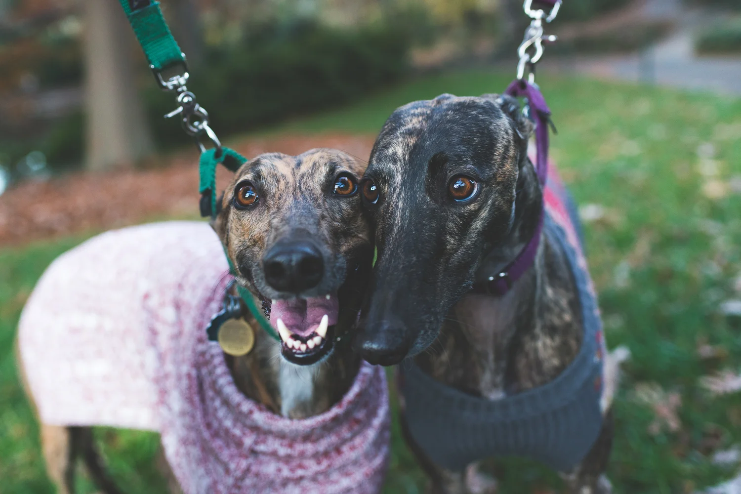 Fall Session - Alex & Hailey Carpenter — TORI STEYNE