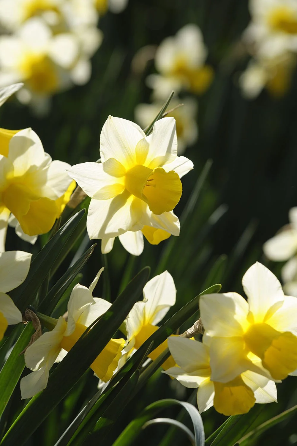 Fujifilm XF 80mm f/2.8 R LM OIS WR Macro Review | 5050 Travelog