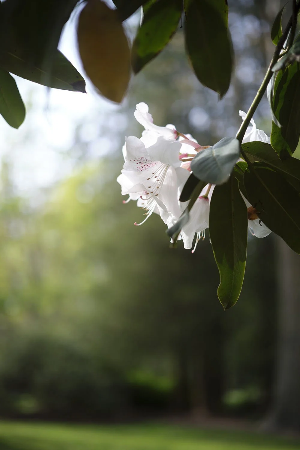 Moment CineBloom Diffusion Filter Review | 5050 Travelog