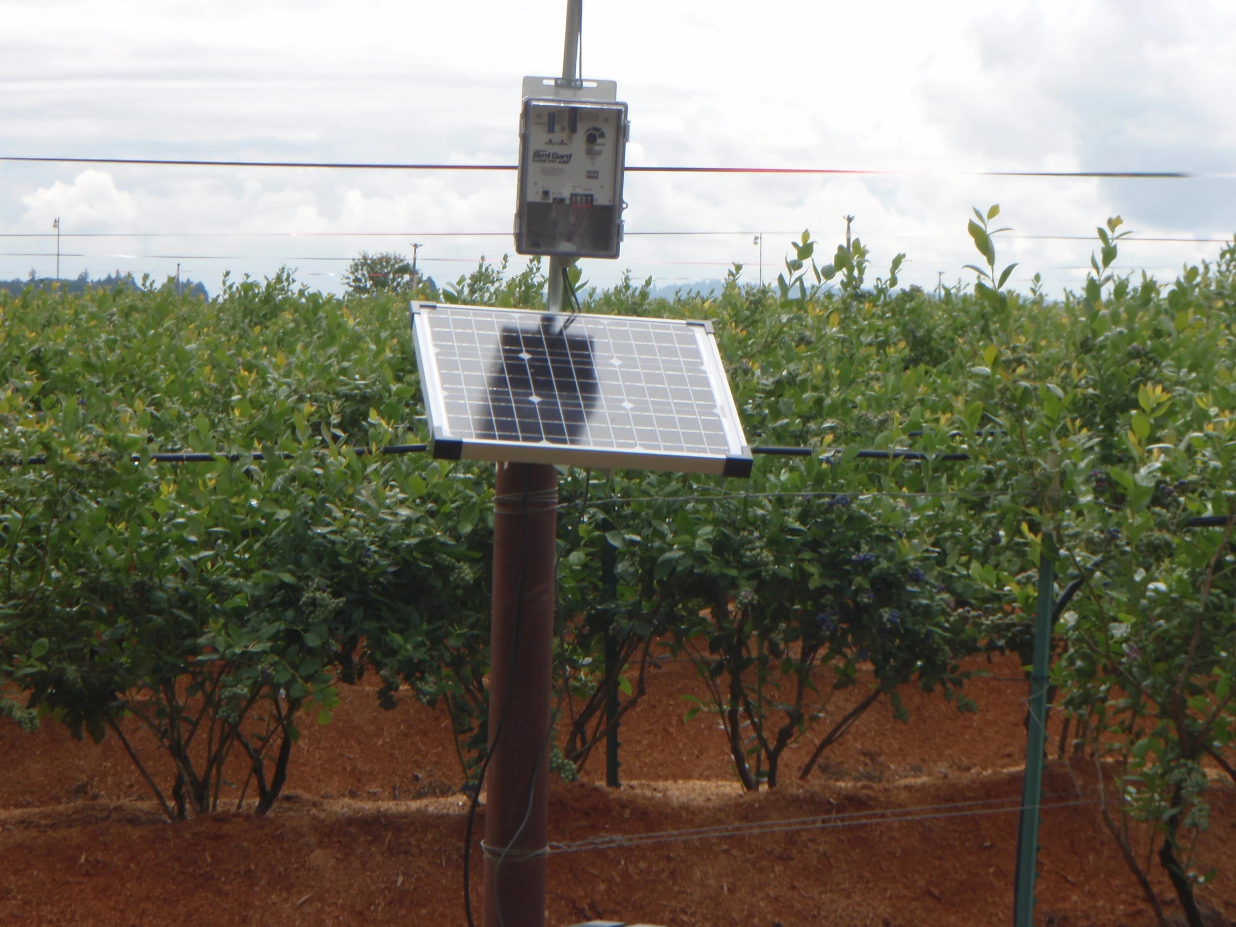 Getting Started with Bird Control — Northwest Berry Foundation