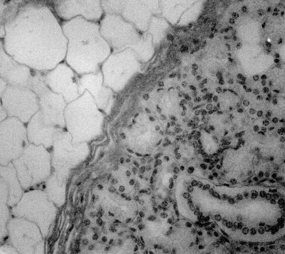 Lambert Instruments: High-Speed Imaging for Low-Light Applications