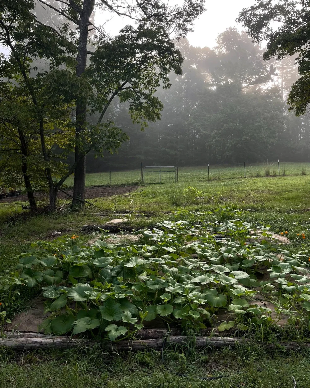 Planting a Backyard Pumpkin Patch — Probably This