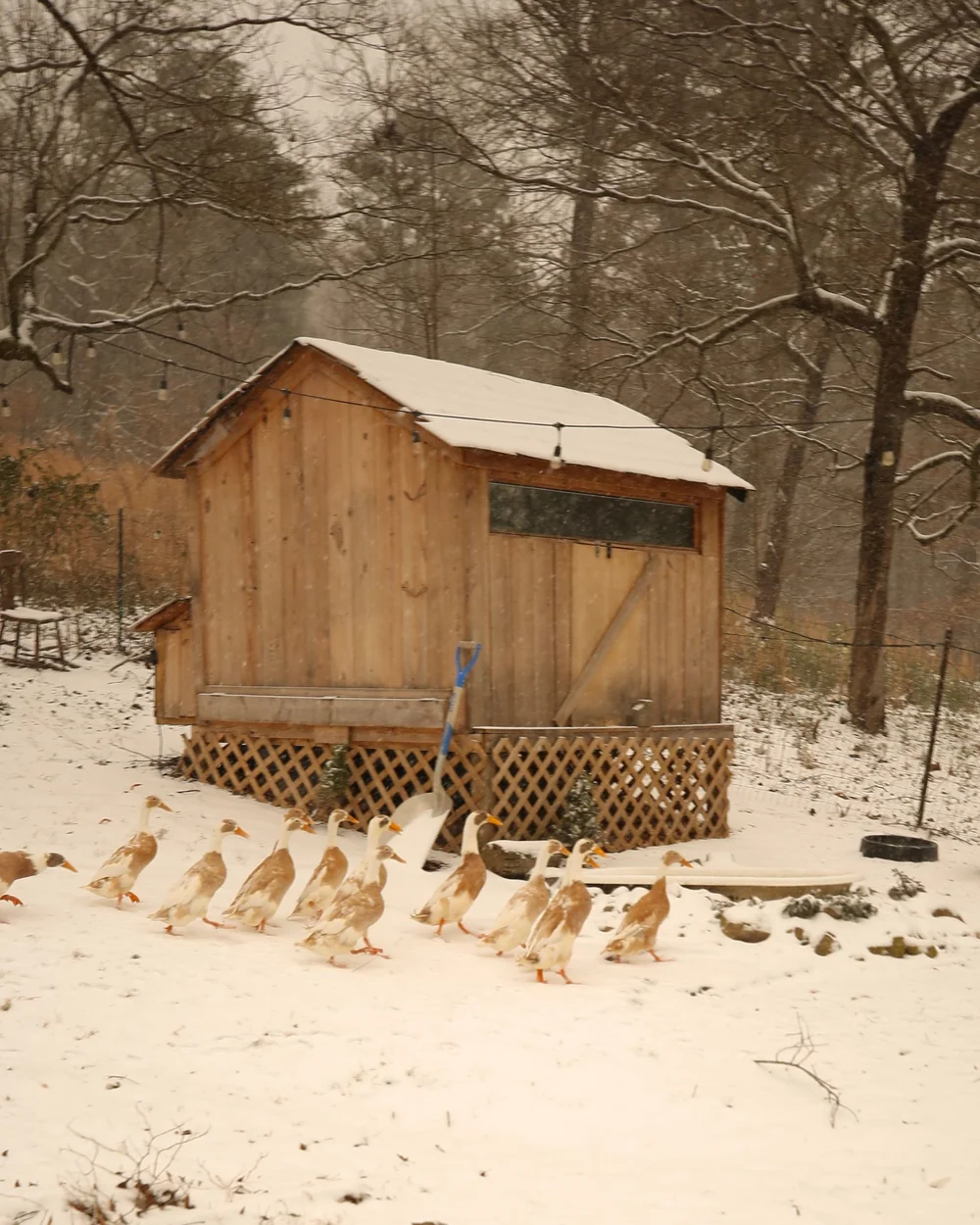 Our first big snow at Benwood | January 2025! — Probably This