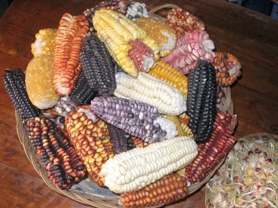 Aztec Food Maize