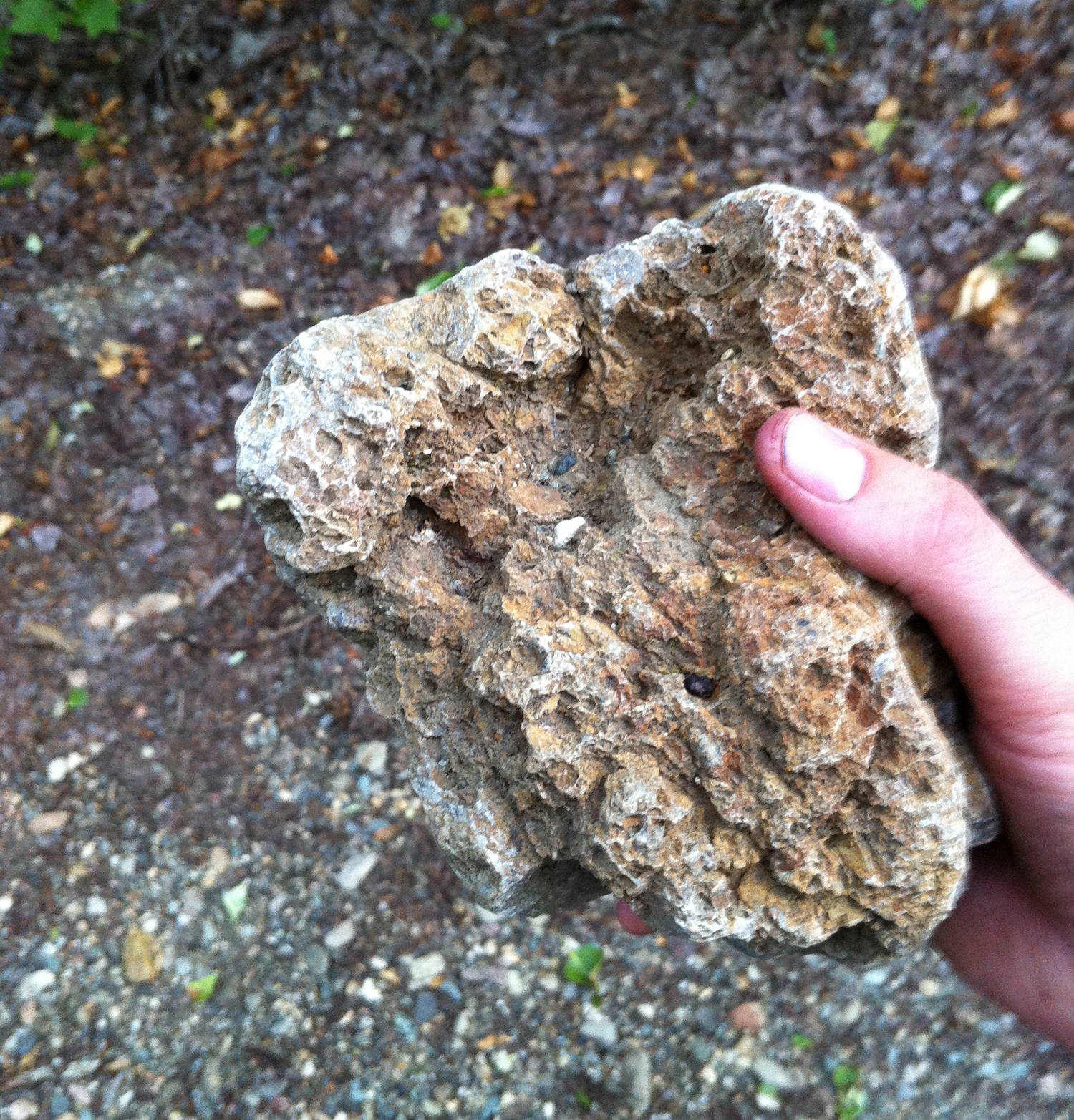 Pine Sap Use #247: the sap lamp — Colter Co.