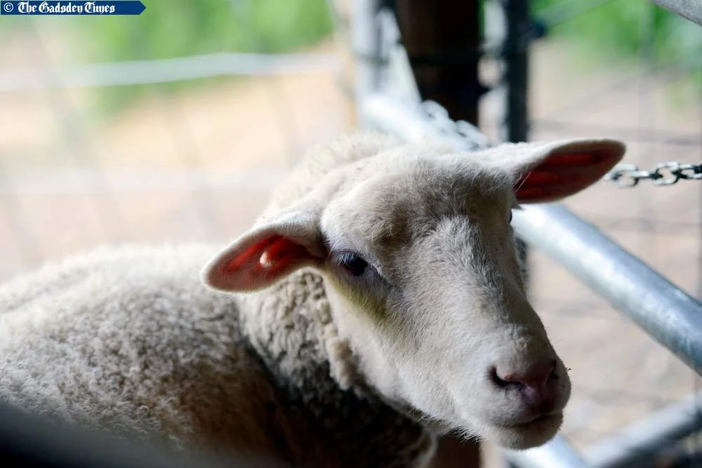 The Sheep — Dayspring Dairy, Sheep Milk Cheese & Caramel