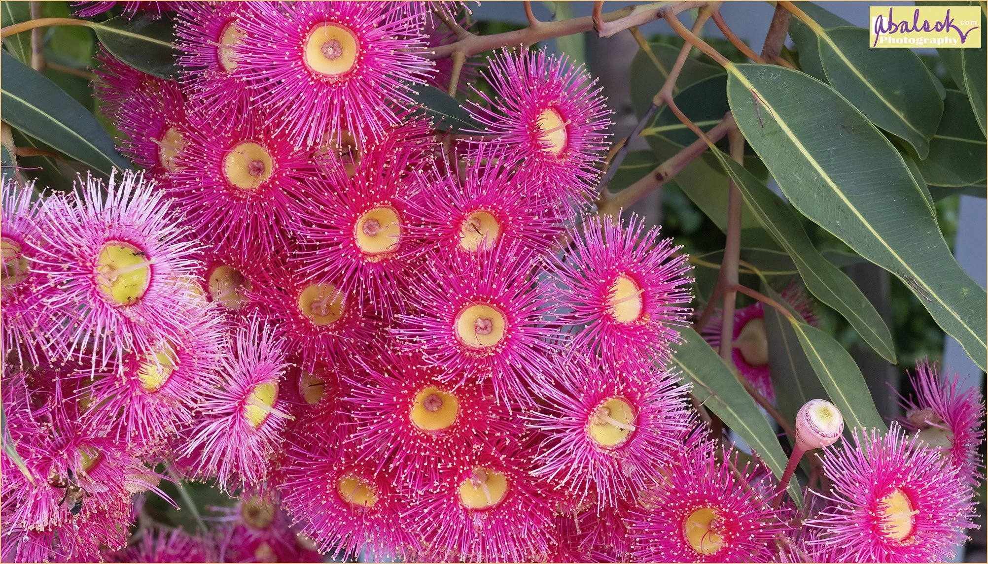 52Photos: Week05—Fairy Floss Gum? — Abalook