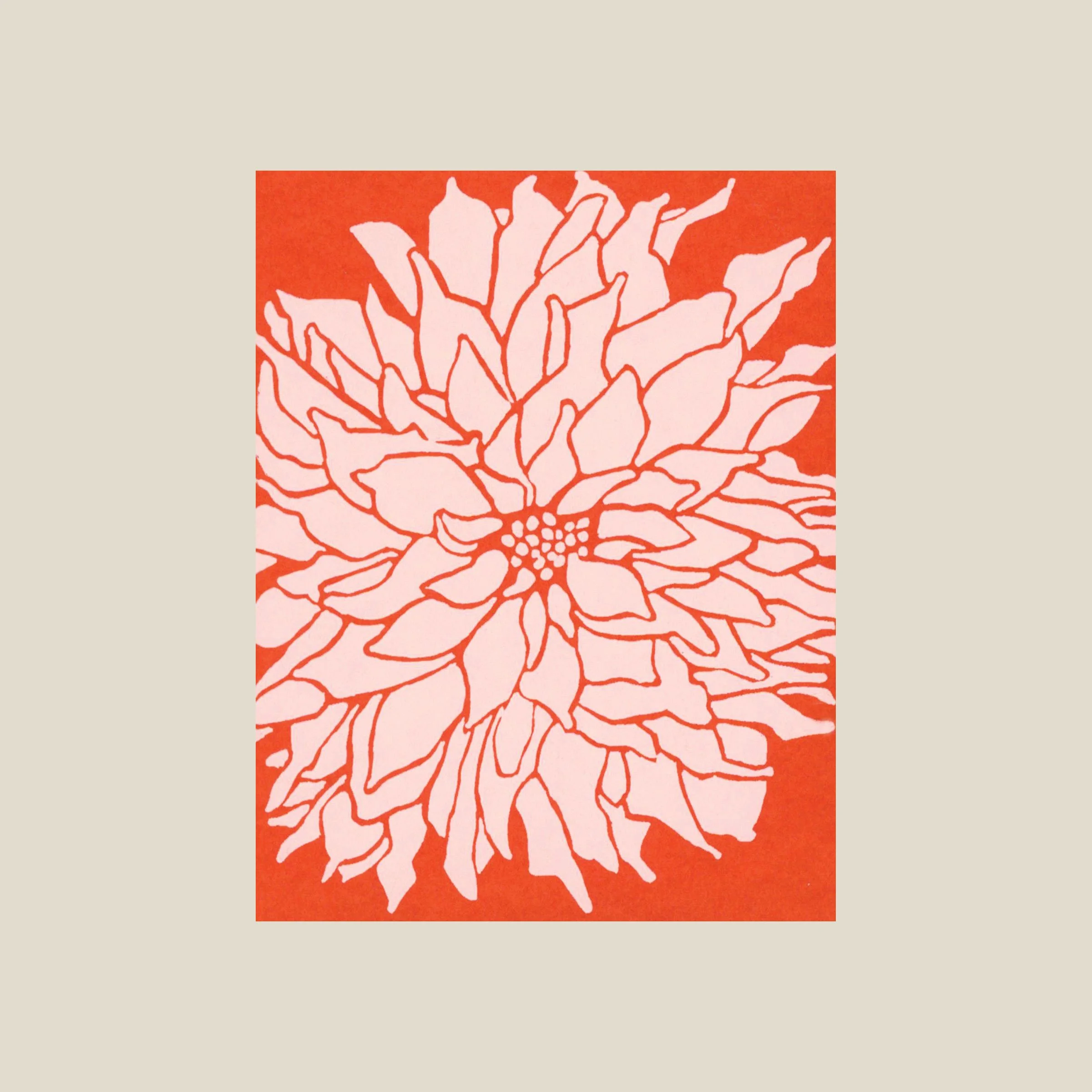 Dinner Plate Dahlia Kinaloon dinner-plate-dahlia-kinaloon