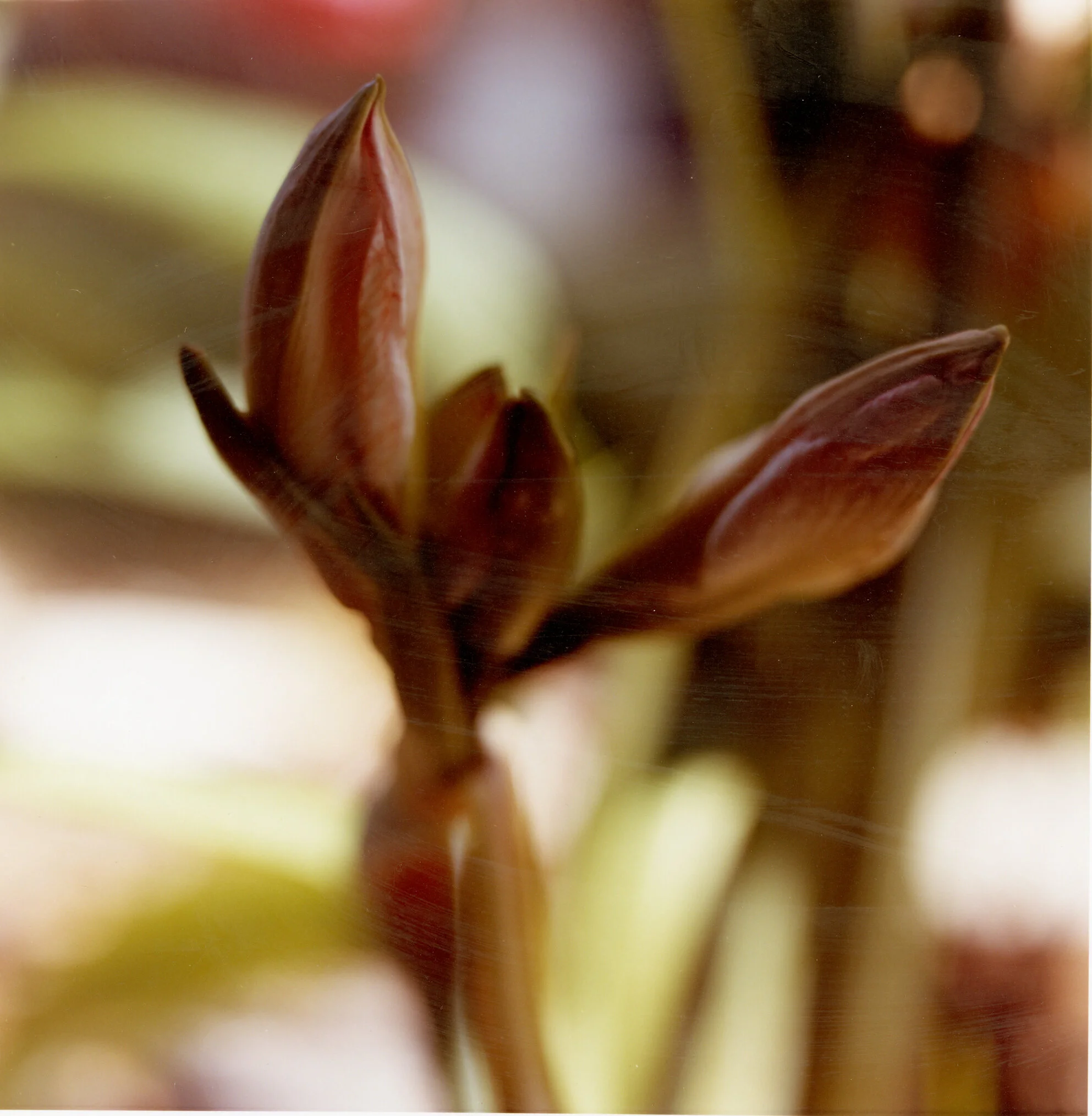 PEGGY LEVISON NOLAN FLOWERS — DINA MITRANI GALLERY | MIAMI