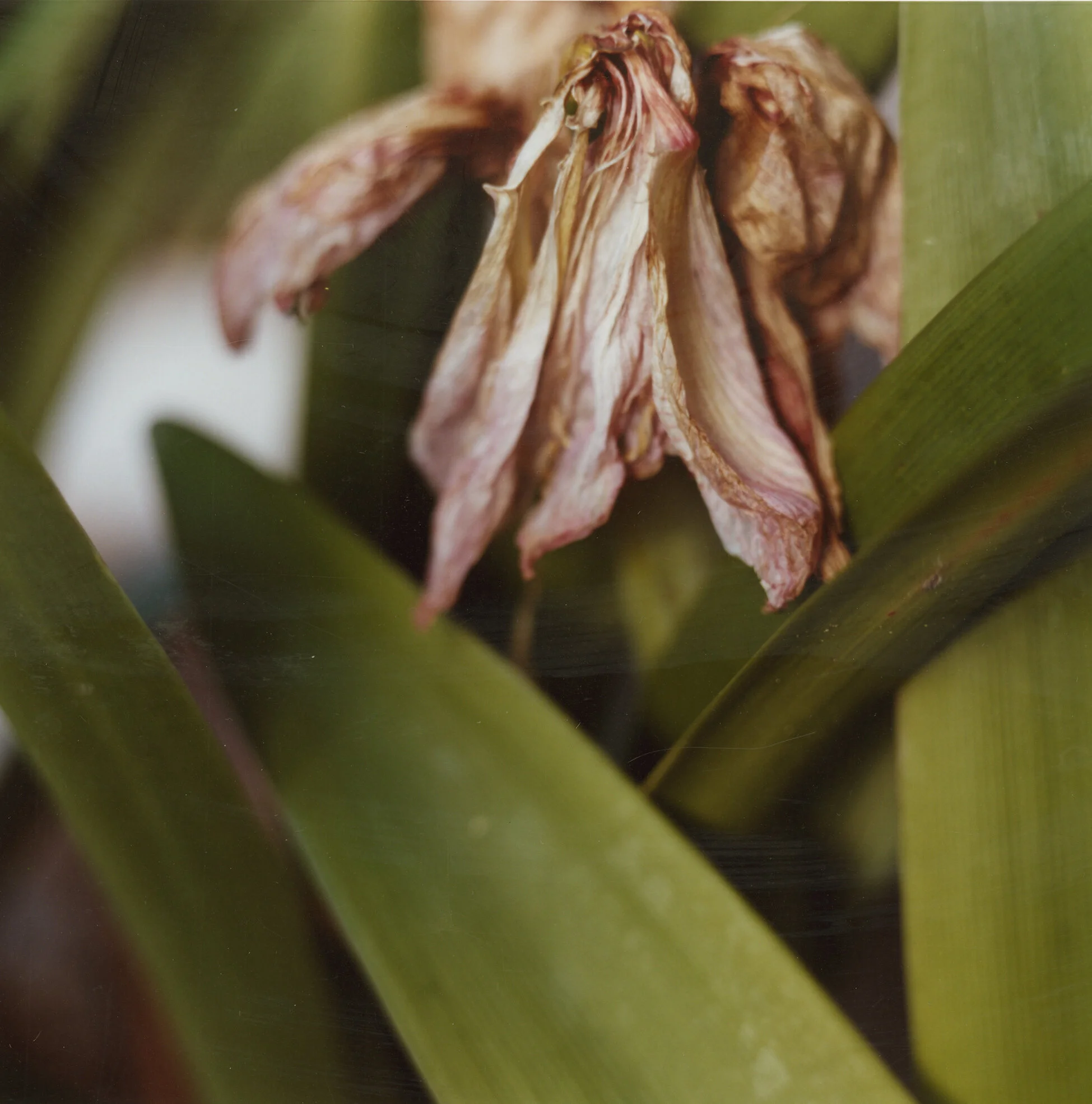 PEGGY LEVISON NOLAN FLOWERS — DINA MITRANI GALLERY | MIAMI